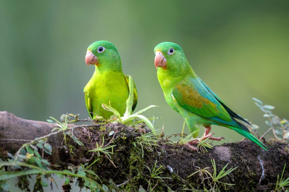 Parakeet Lifespan: How Long Do Parakeets Live on Average?