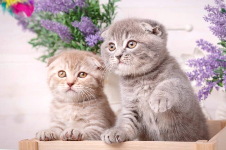 How Much Does a Scottish Fold Cost? (2026 Price Guide)