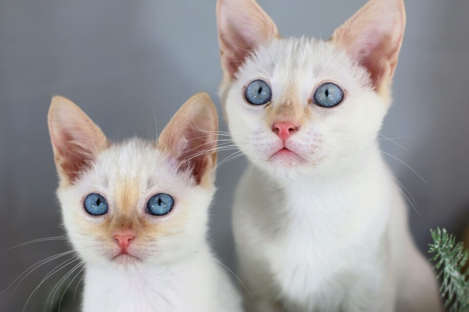 Flame Point Siamese Cat: Info, Facts, Traits, Pictures & FAQs