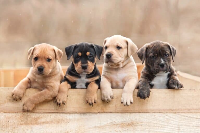 13 Ways To Find Free Puppies In Your Area For Adoption 2022 