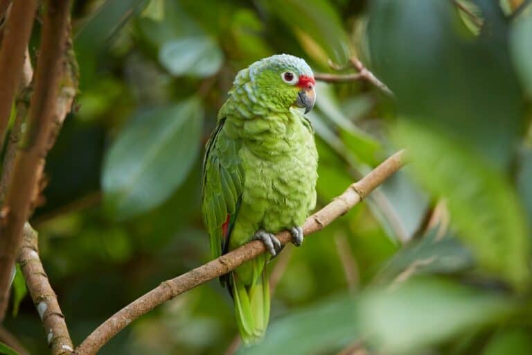 Parakeet Lifespan: How Long Do Parakeets Live on Average?