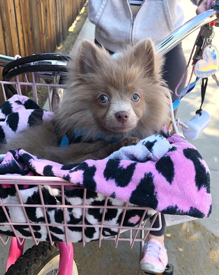 Lavender Pomeranian: Facts About Lavender Poms + FAQs