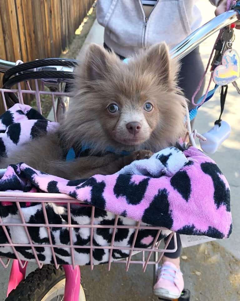 Lavender Pomeranian: Facts About Lavender Poms + FAQs