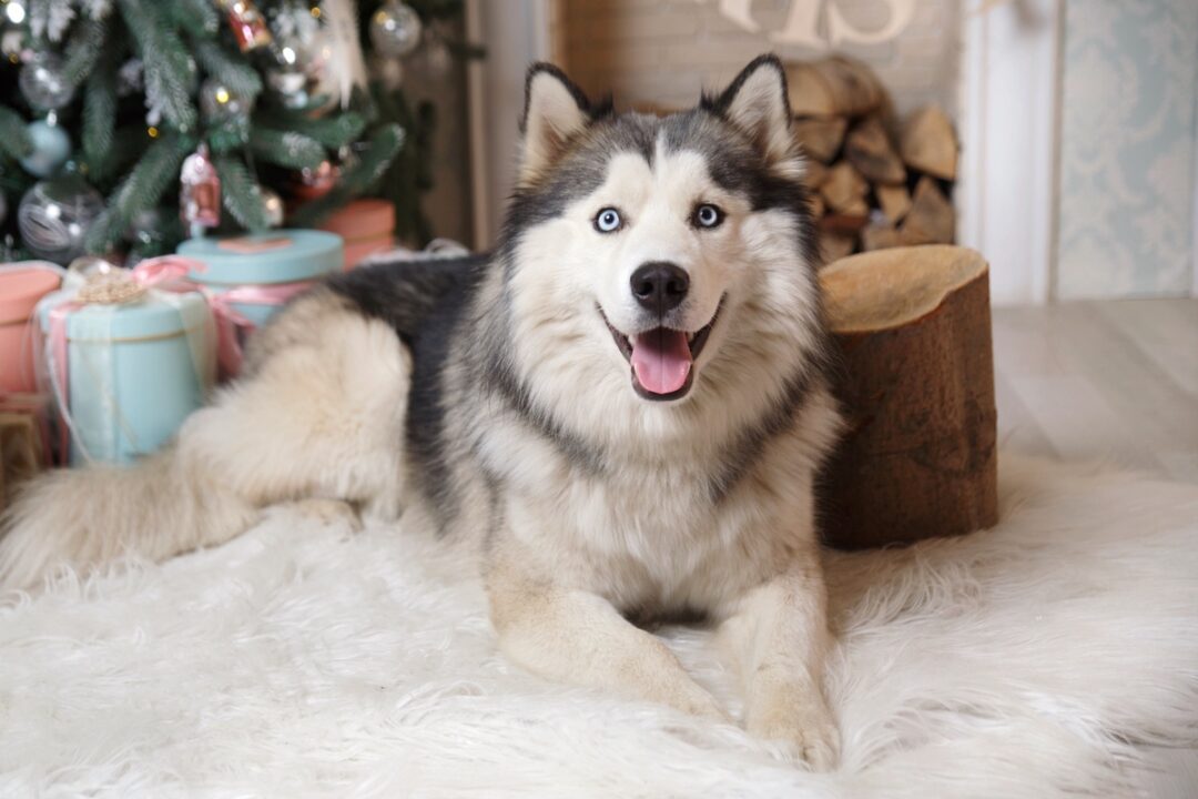 Wooly Husky: Facts About Wooly Siberian Huskies (With FAQs)