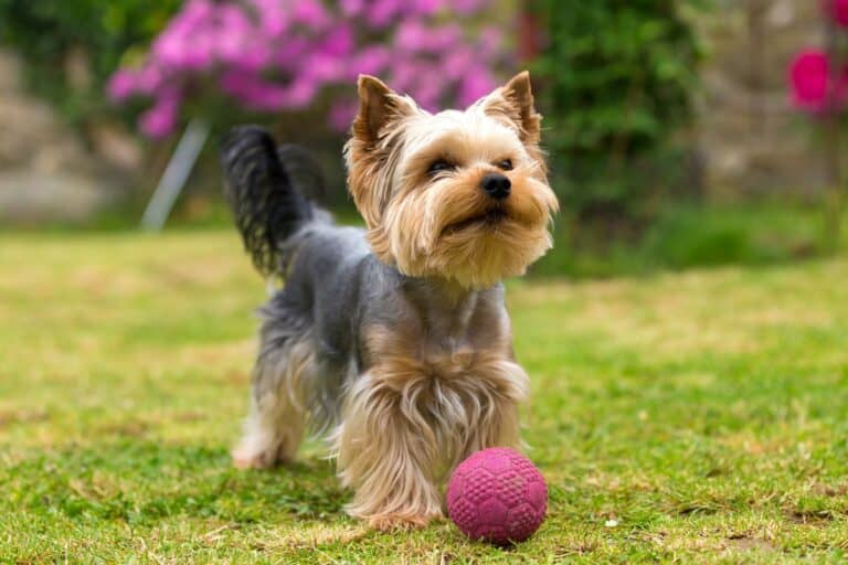 How Long Do Yorkies Live? Average Lifespan & Causes of Death