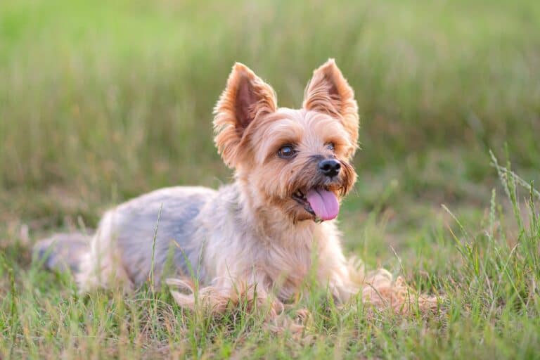 How Long Do Yorkies Live? Average Lifespan & Causes of Death