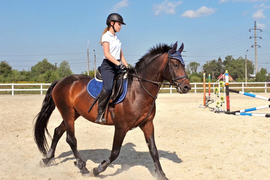 Bay Horse: 15 Color Variations of Bay Horses Explained (With Pictures)