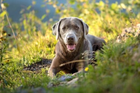 Silver Lab: Facts, Controversy, Puppy Prices, Pictures & FAQs