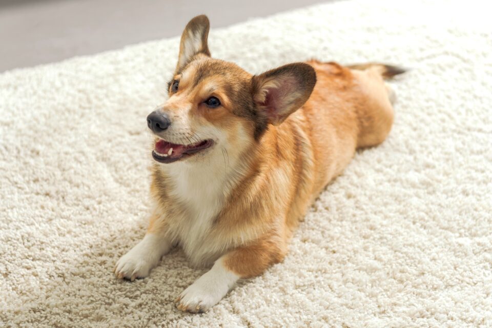 7 Reasons Why Corgis Sploot (With Facts, Pictures & FAQs)