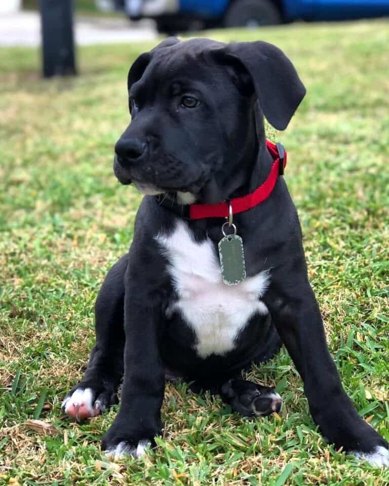 American Pit Corso (Cane Corso & Pitbull Mix) Info, Pictures, Facts ...