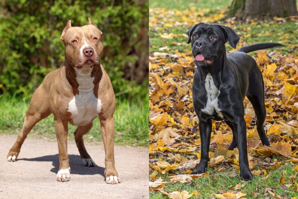 American Pit Corso (Cane Corso & Pitbull Mix) Info, Pictures, Facts ...