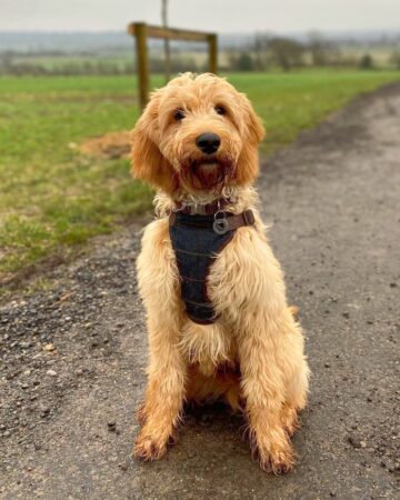 Irish Doodle (Irish Setter & Poodle Mix) Info, Pictures, FAQs & More