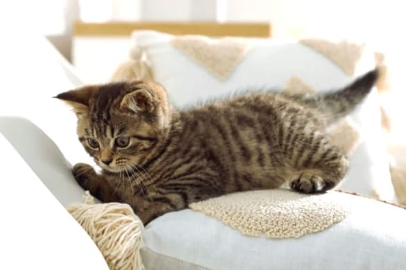 13 Amazing Facts About Grey Tabby Cats (With Pictures & FAQ)