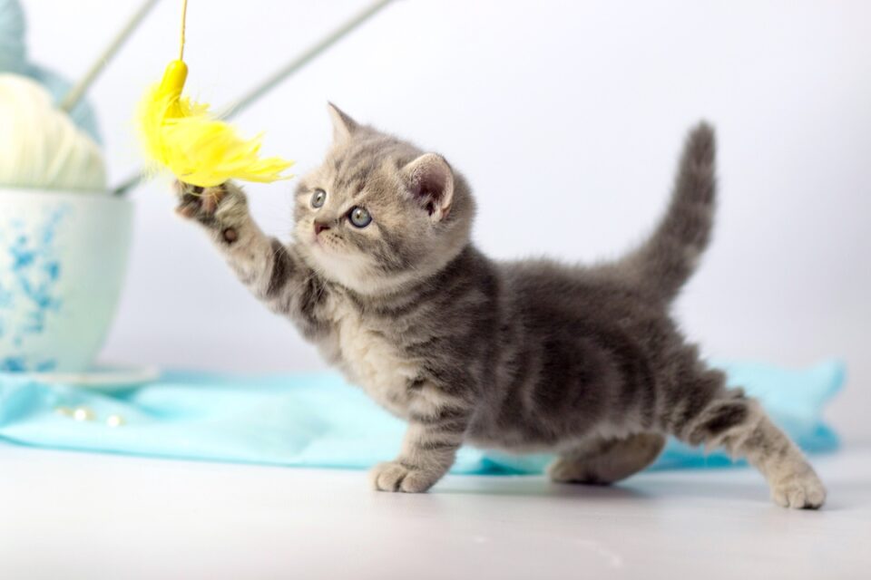 Autism In Cats: Can Cats Be Autistic? All You Need to Know