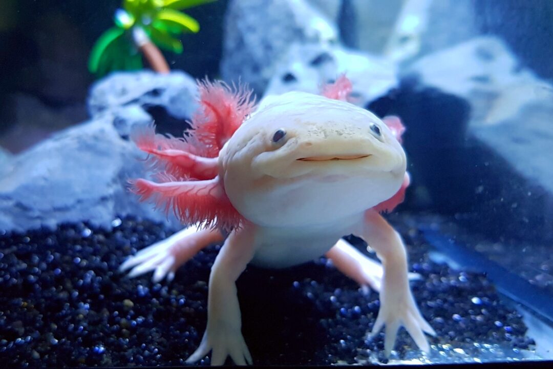 Keeping and Caring for Axolotls as Pets: The Ultimate Guide