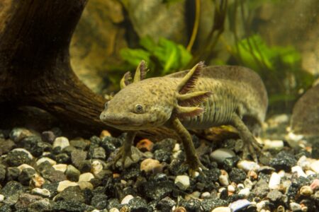 Keeping and Caring for Axolotls as Pets: The Ultimate Guide