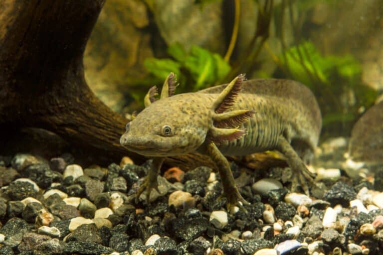 Keeping and Caring for Axolotls as Pets: The Ultimate Guide