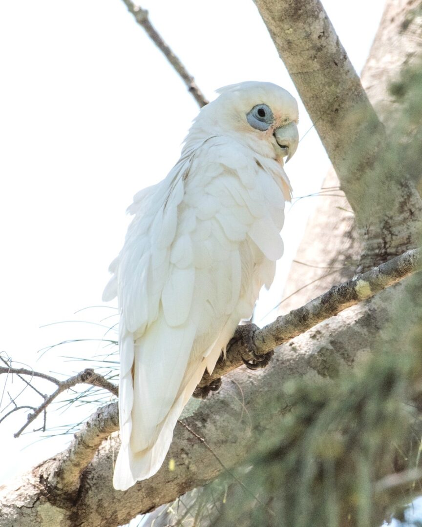 How Much Does a Cockatoo Cost? Cockatoo Prices & Expenses