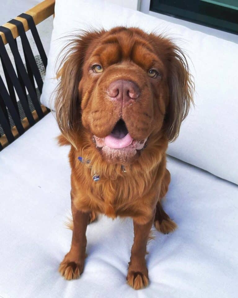 Mini Hippo Dog (Shar-Pei & Cocker Spaniel Mix) Info, Pictures, Facts ...