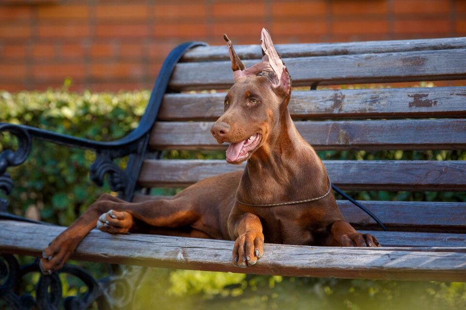 Red Doberman Pinscher: Are They Similar to Brown Dobes?