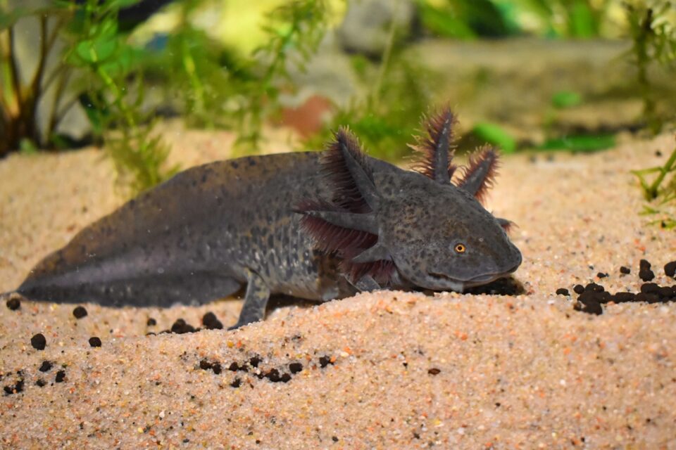 Keeping and Caring for Axolotls as Pets: The Ultimate Guide
