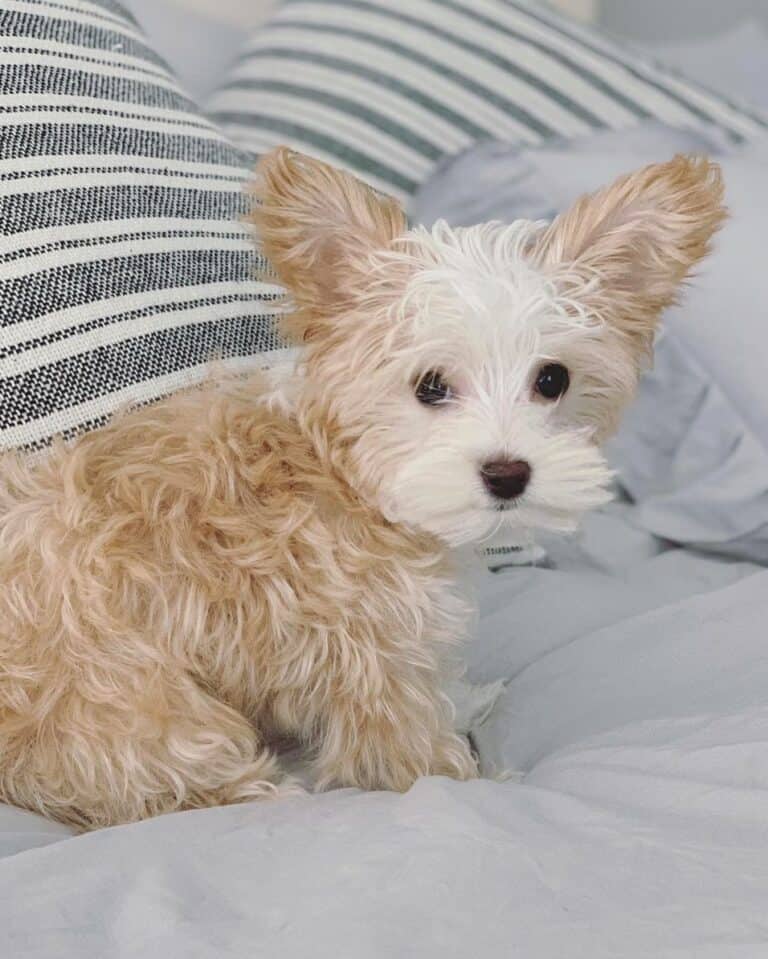 Parti Yorkie: What Does “Parti” Mean in Yorkshire Terriers?