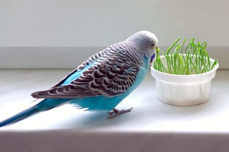 Blue Parakeet: All There Is to Know About This Blue Bird Angel