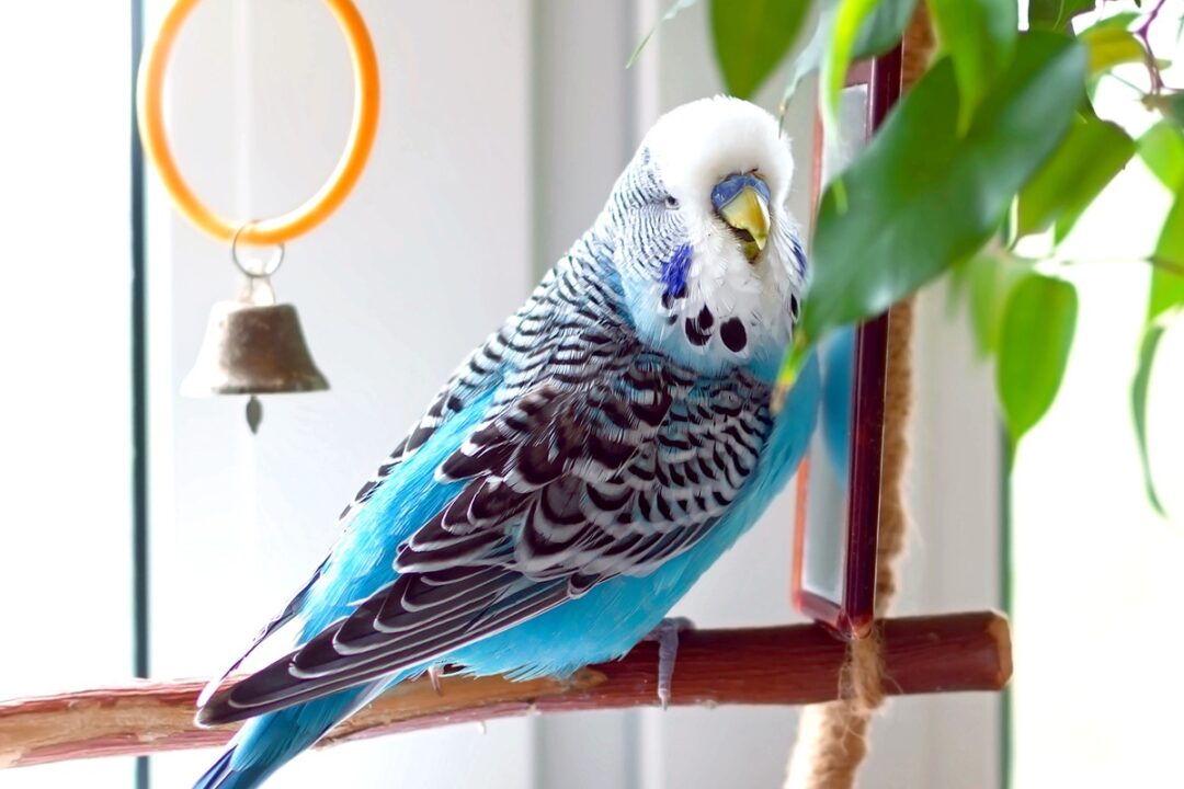 Blue Parakeet: All There Is to Know About This Blue Bird Angel