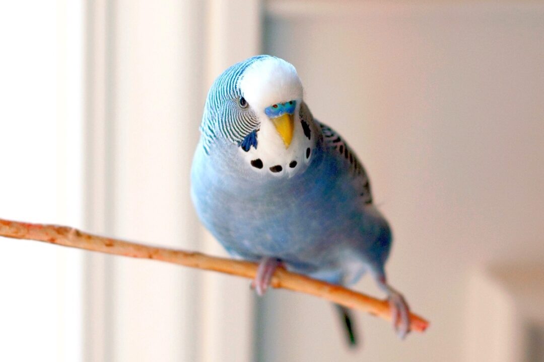 Blue Parakeet: All There Is to Know About This Blue Bird Angel