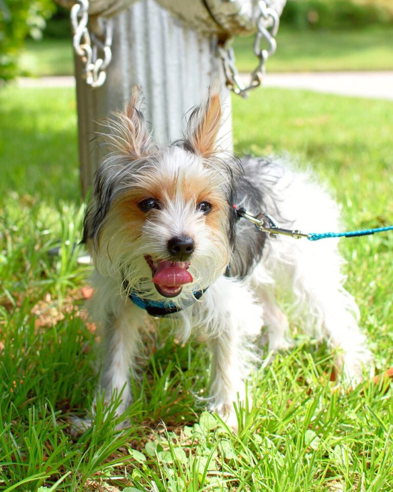 Parti Yorkie: What Does “Parti” Mean in Yorkshire Terriers?