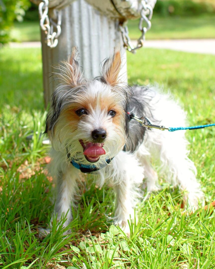 Parti Yorkie: What Does “Parti” Mean in Yorkshire Terriers?