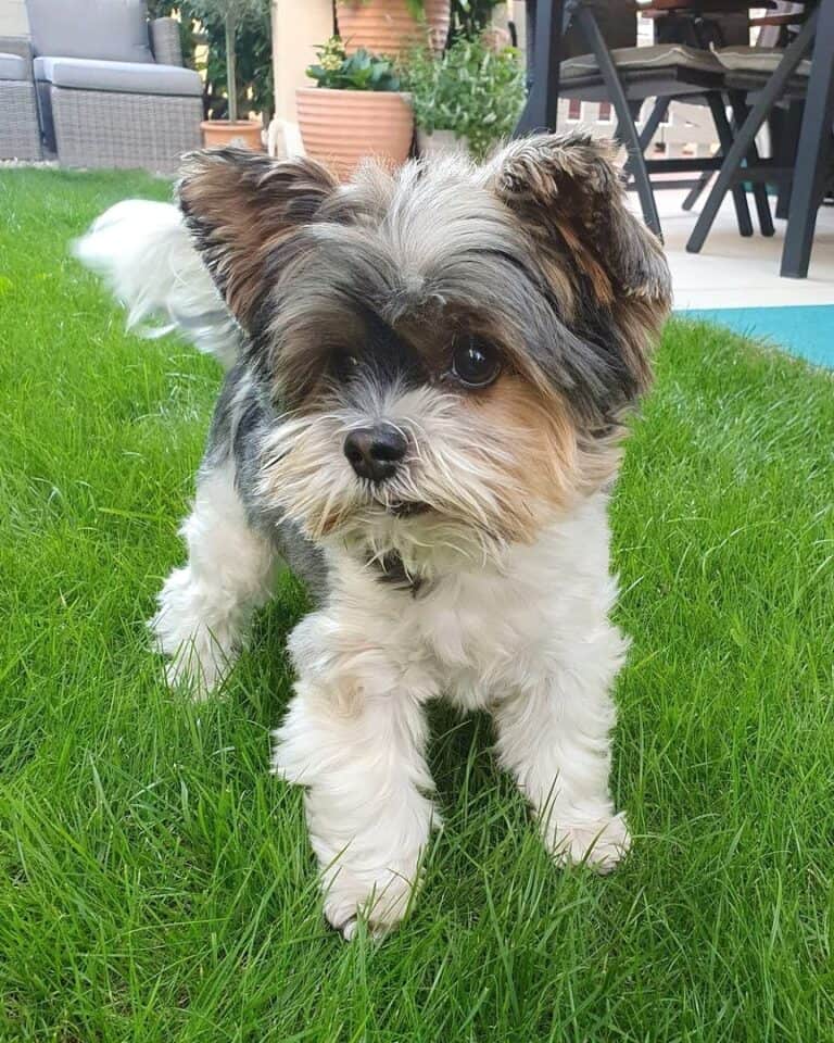 Parti Yorkie: What Does “Parti” Mean in Yorkshire Terriers?