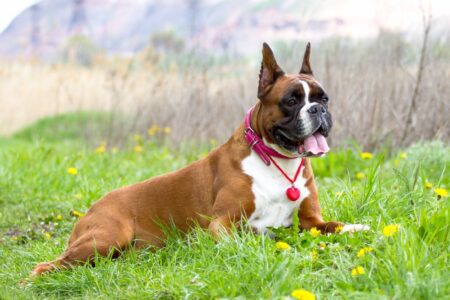 Boxer Ear Cropping: Should You Crop Your Boxer’s Ears?