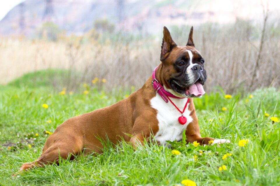 Boxer Ear Cropping: Should You Crop Your Boxer’s Ears?