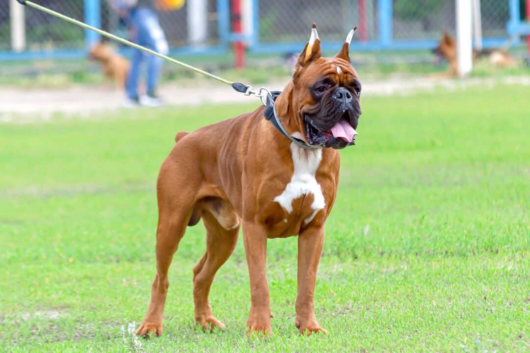 Boxer Ear Cropping: Should You Crop Your Boxer’s Ears?