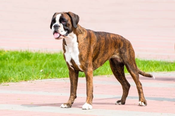 Brindle Boxer Dog: Appearance, Genetics, Temperament & More!