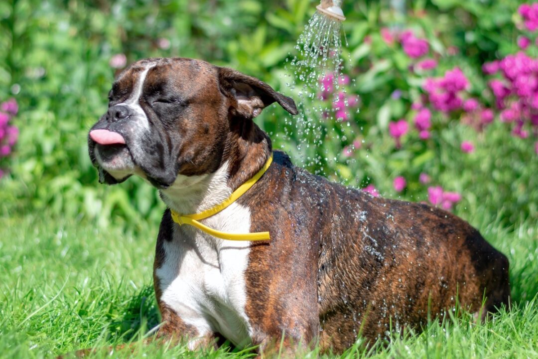 Brindle Boxer Dog: Appearance, Genetics, Temperament & More!