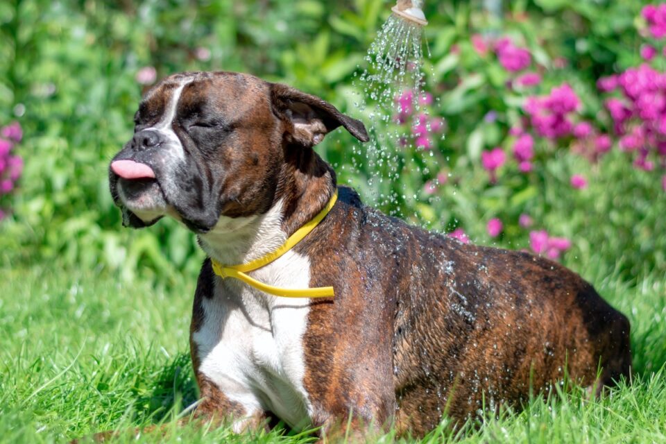 Brindle Boxer Dog: Appearance, Genetics, Temperament & More!