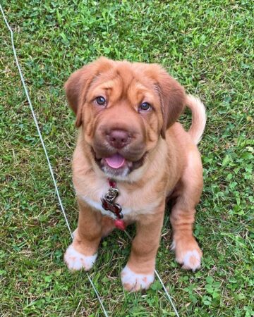 Mini Hippo Dog (Shar-Pei & Cocker Spaniel Mix) Info, Pictures, Facts ...
