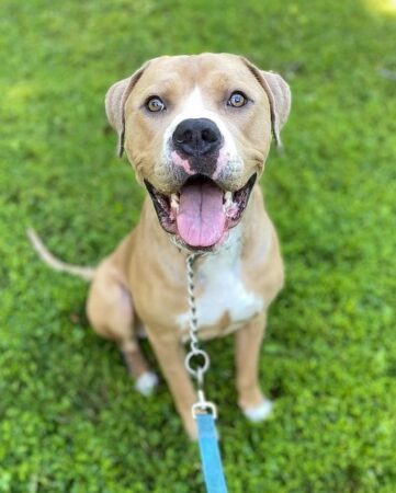 American Pit Corso (Cane Corso & Pitbull Mix) Info, Pictures, Facts ...