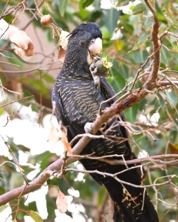 Cockatoo Lifespan: How Long Do Cockatoos Live on Average?