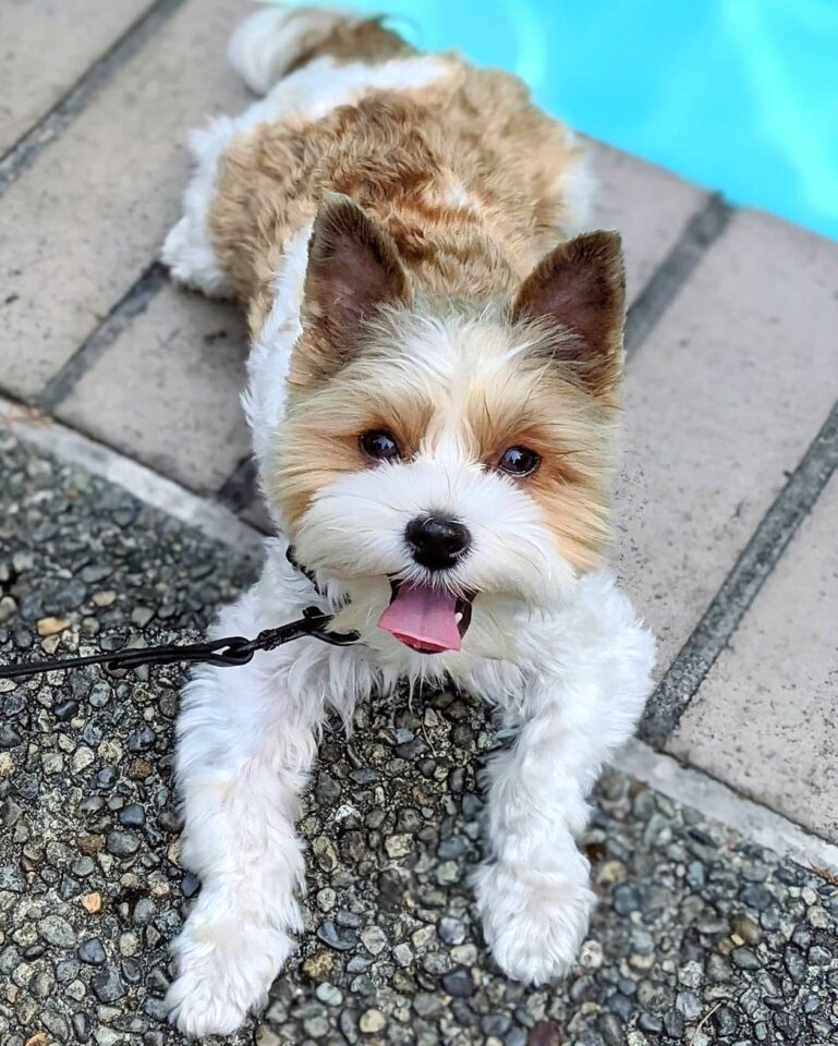 Parti Yorkie: What Does “Parti” Mean in Yorkshire Terriers?