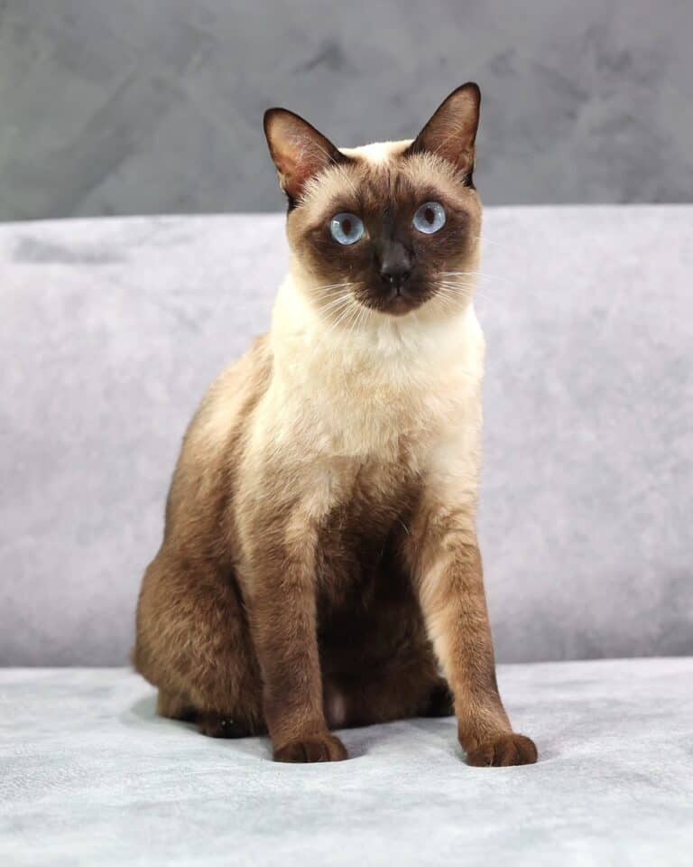 Seal Point Siamese Cat: Info, Facts, Traits, Pictures & FAQs