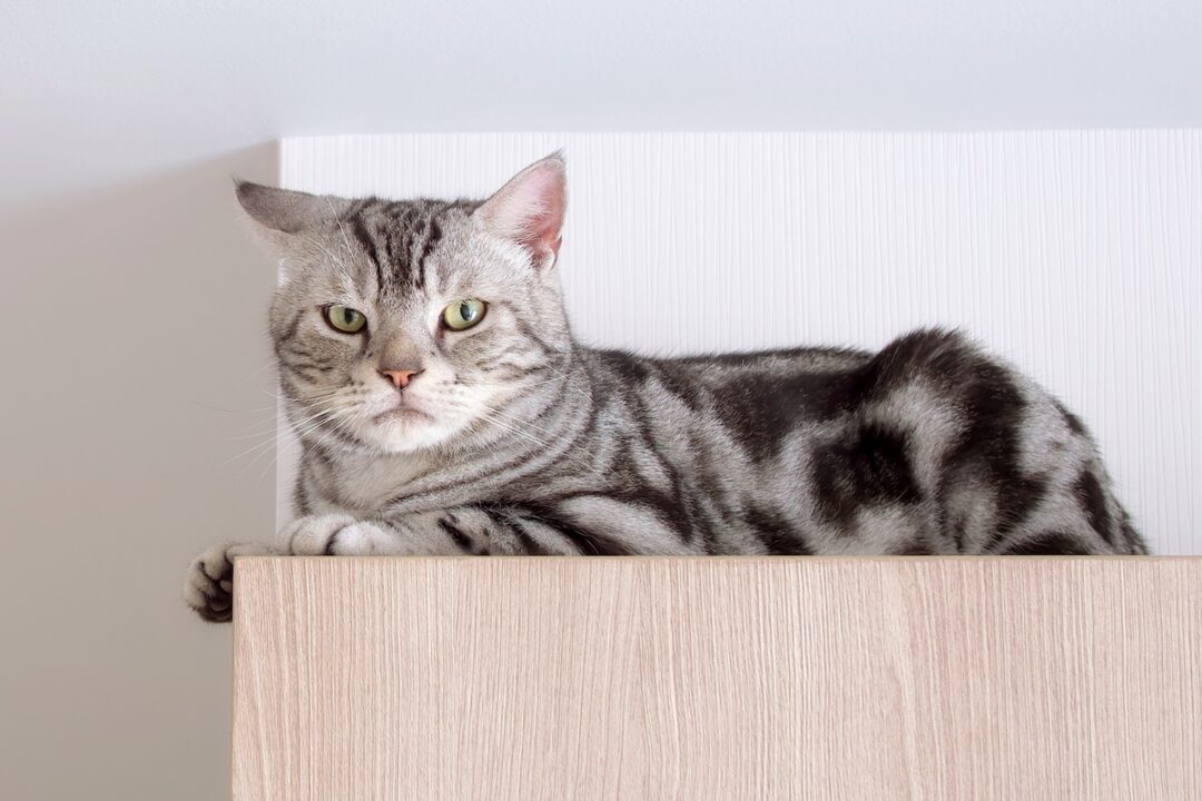 Torbie, Tabby, Tortie, and Calico Cats: What Are the Differences?