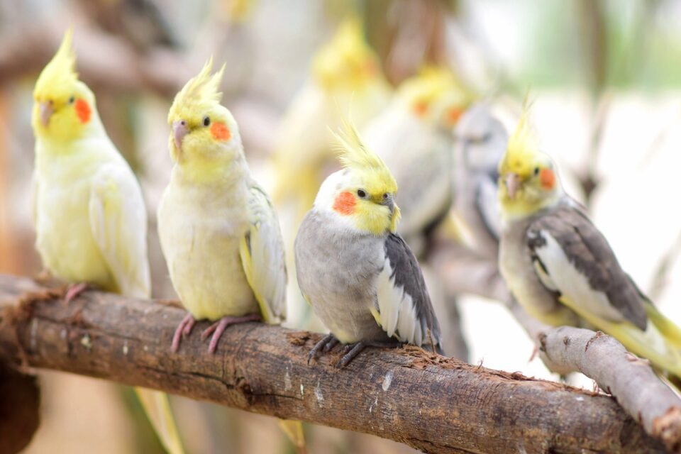 How Much Does a Cockatiel Cost? Cockatiel Prices & Expenses