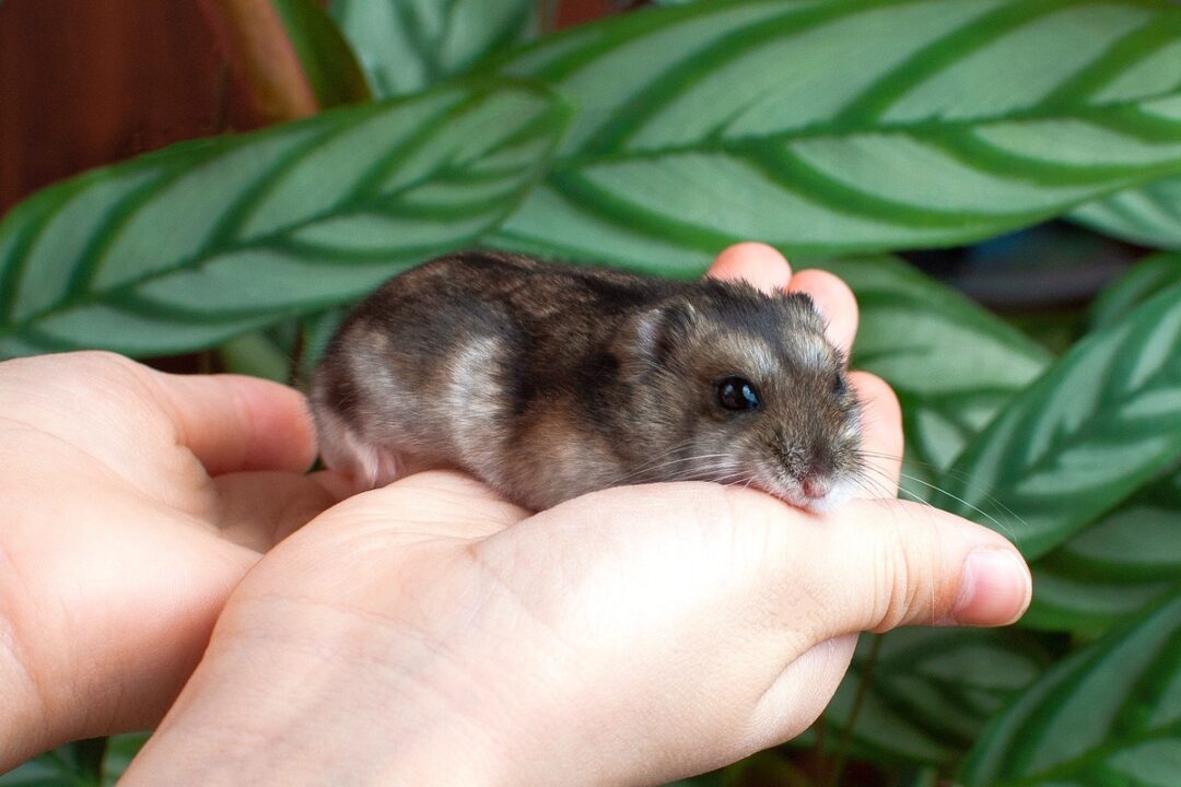 How to Know If Your Hamster Is Dying? 7 Signs and Symptoms