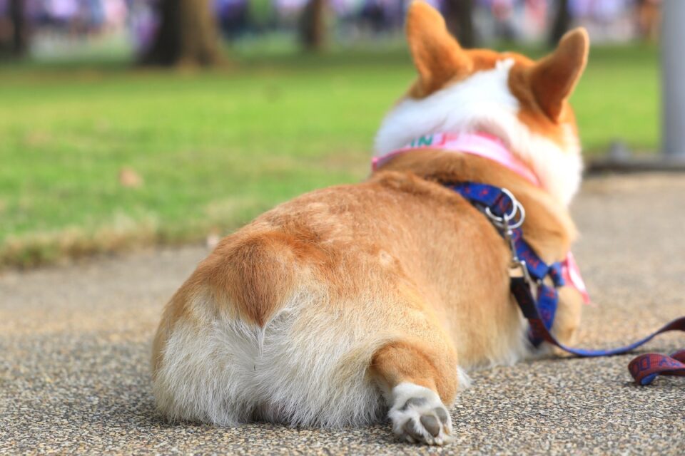 7 Reasons Why Corgis Sploot (With Facts, Pictures & FAQs)