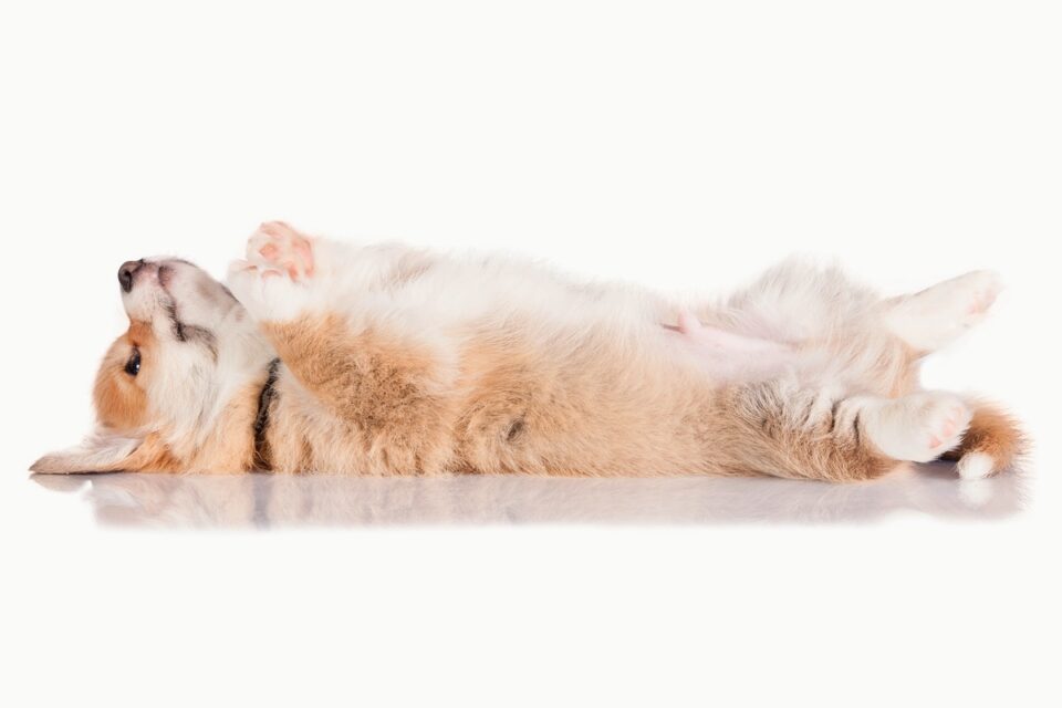7 Reasons Why Corgis Sploot (With Facts, Pictures & FAQs)
