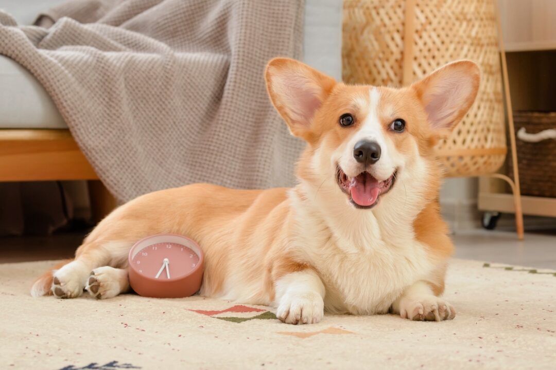 7 Reasons Why Corgis Sploot (With Facts, Pictures & FAQs)