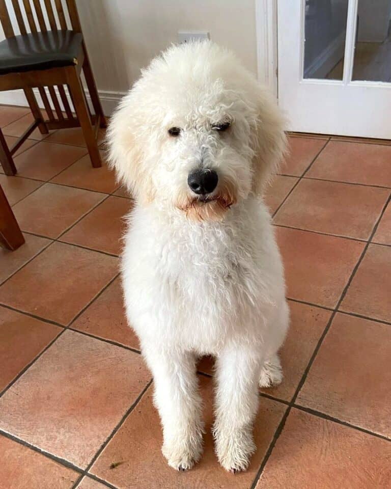 Irish Doodle (Irish Setter & Poodle Mix) Info, Pictures, FAQs & More